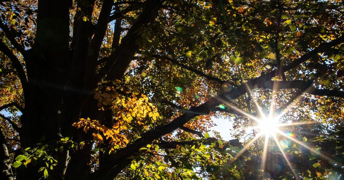 Seattle has lost 255 acres of tree canopy. Here’s why | The Seattle Times