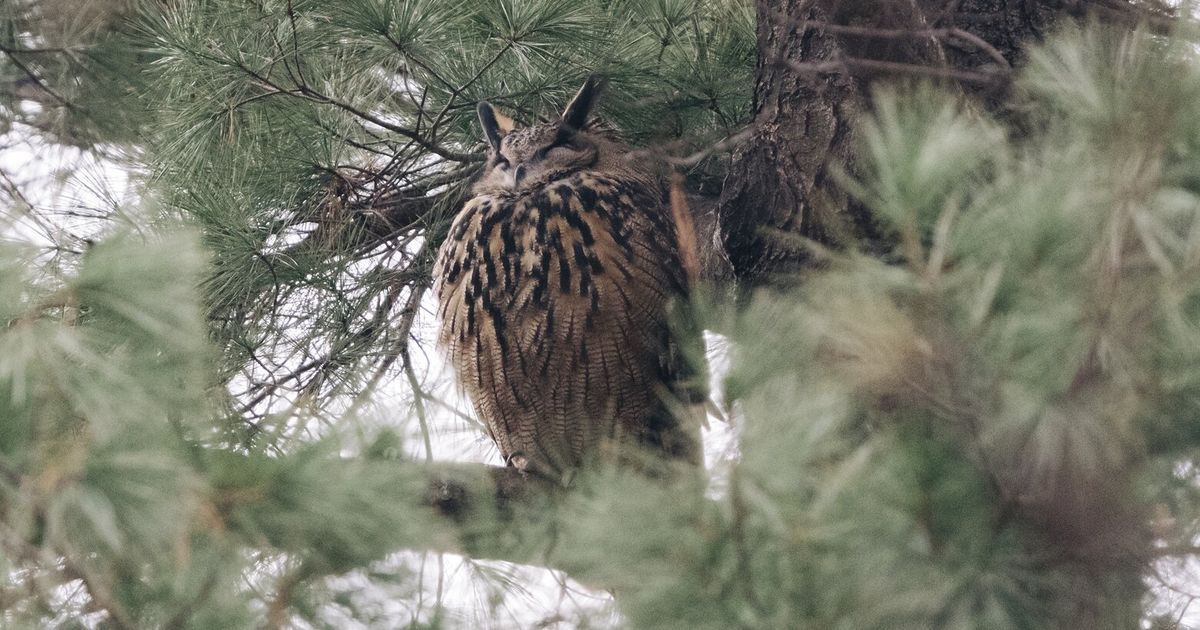 Everyone loves Flaco the escaped owl. But why, exactly? | The Seattle Times