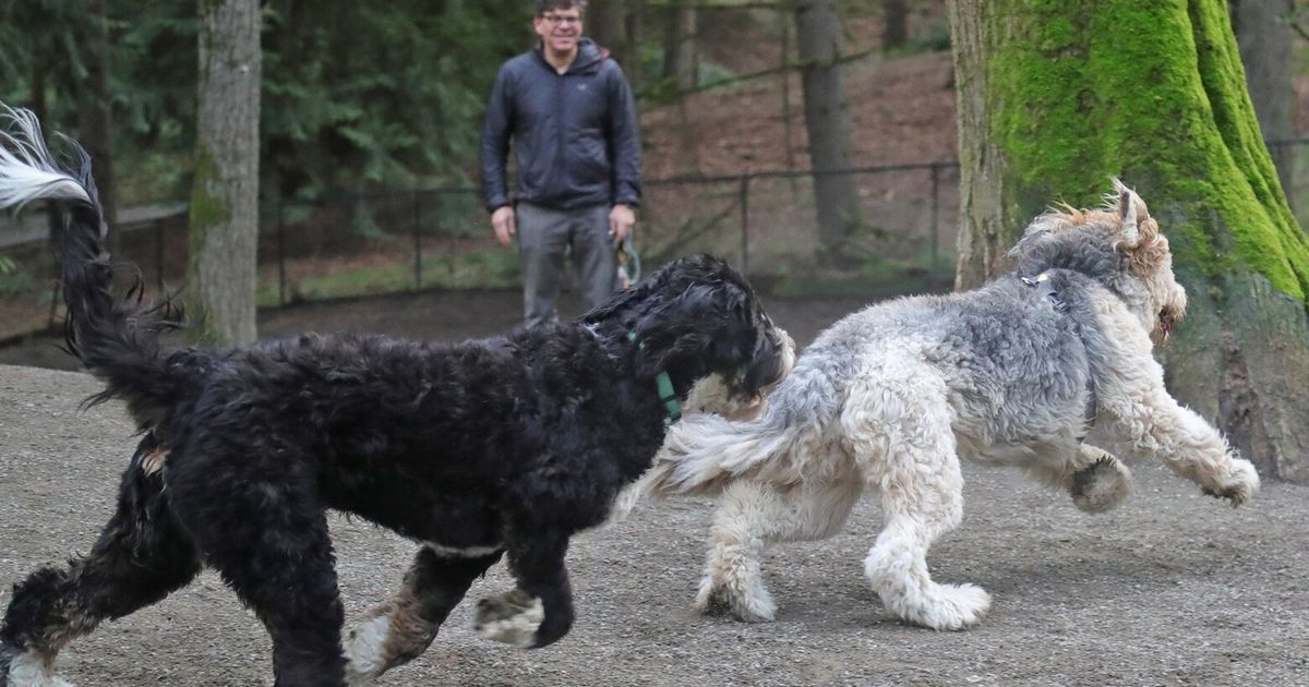 How Seattle will decide where to build new dog parks | The Seattle Times