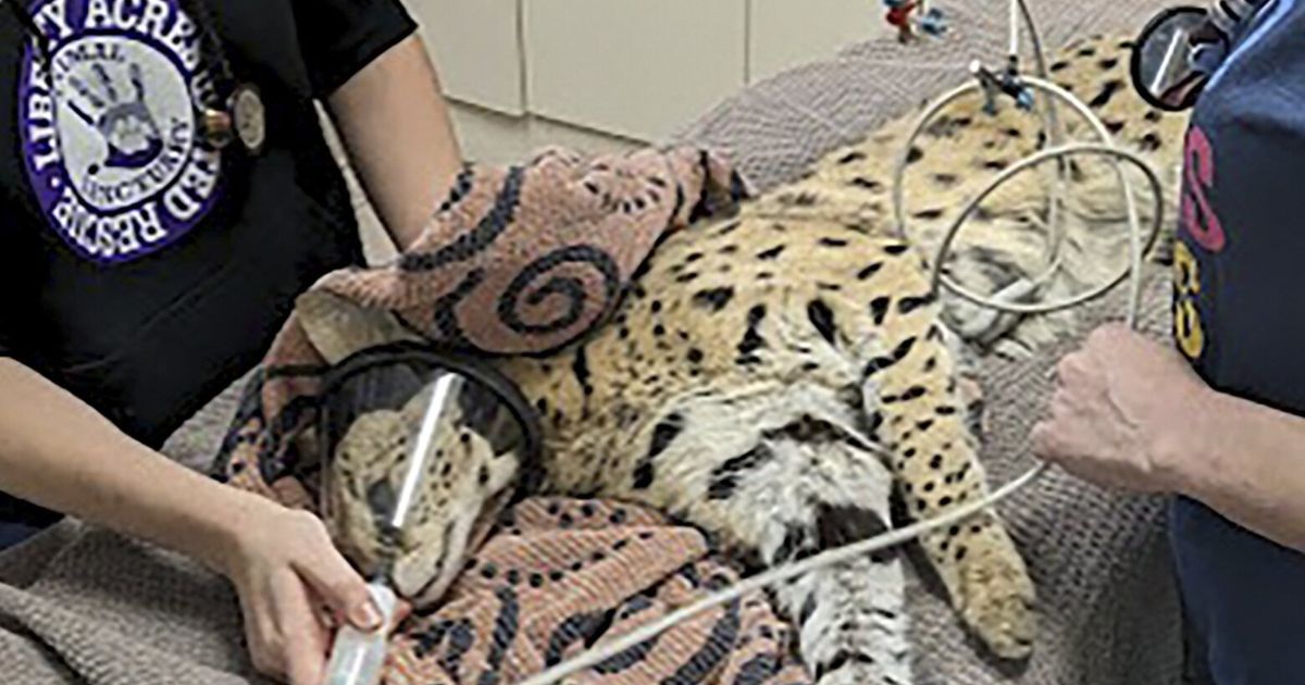 ‘Cocaine cat’ escaped owner, will now live at Cincinnati Zoo | The ...