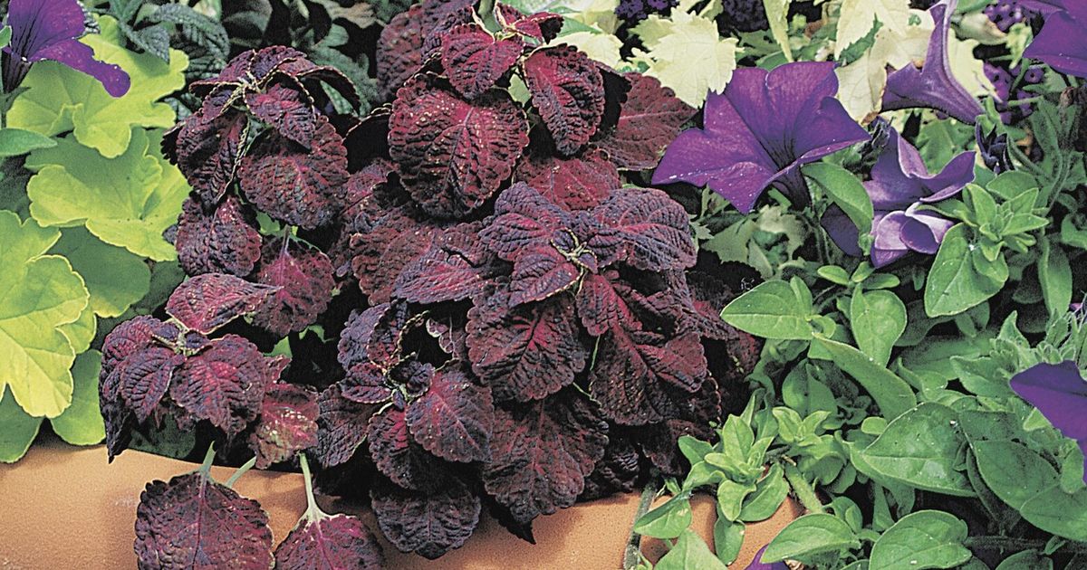 A pretty gardening pot is the perfect place to try something different ...