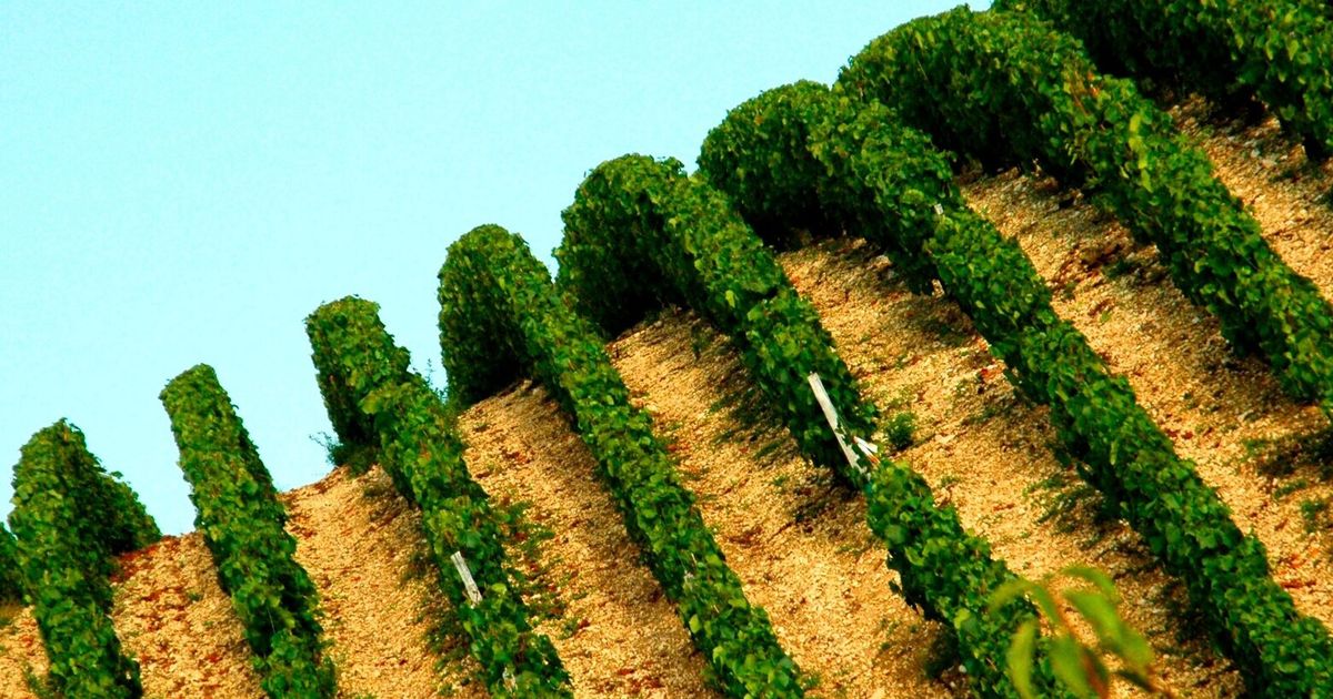 There’s nothing quite like an authentic French Chablis, a true original ...