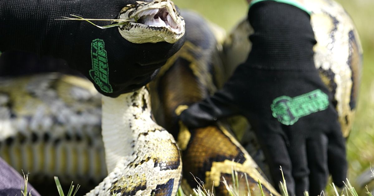 Pythons, invasive and hungry, are making their way north in Florida ...