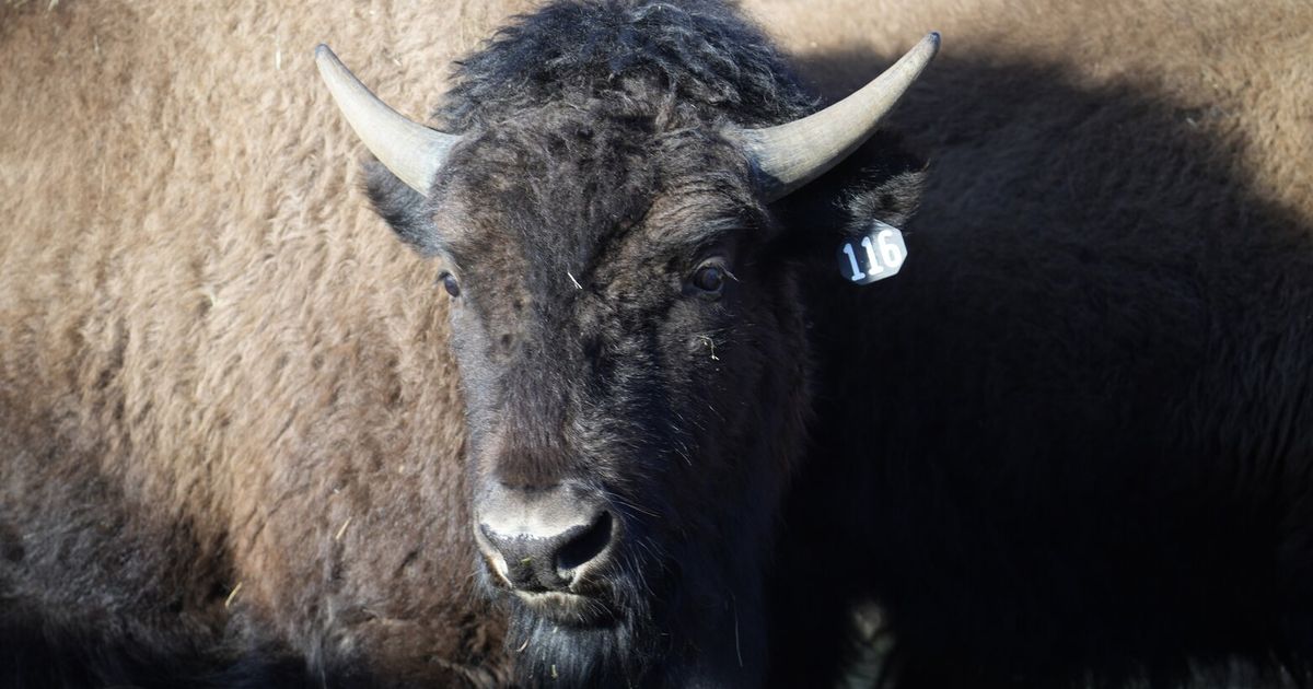US tribes get bison as they seek to restore bond with animal | The ...