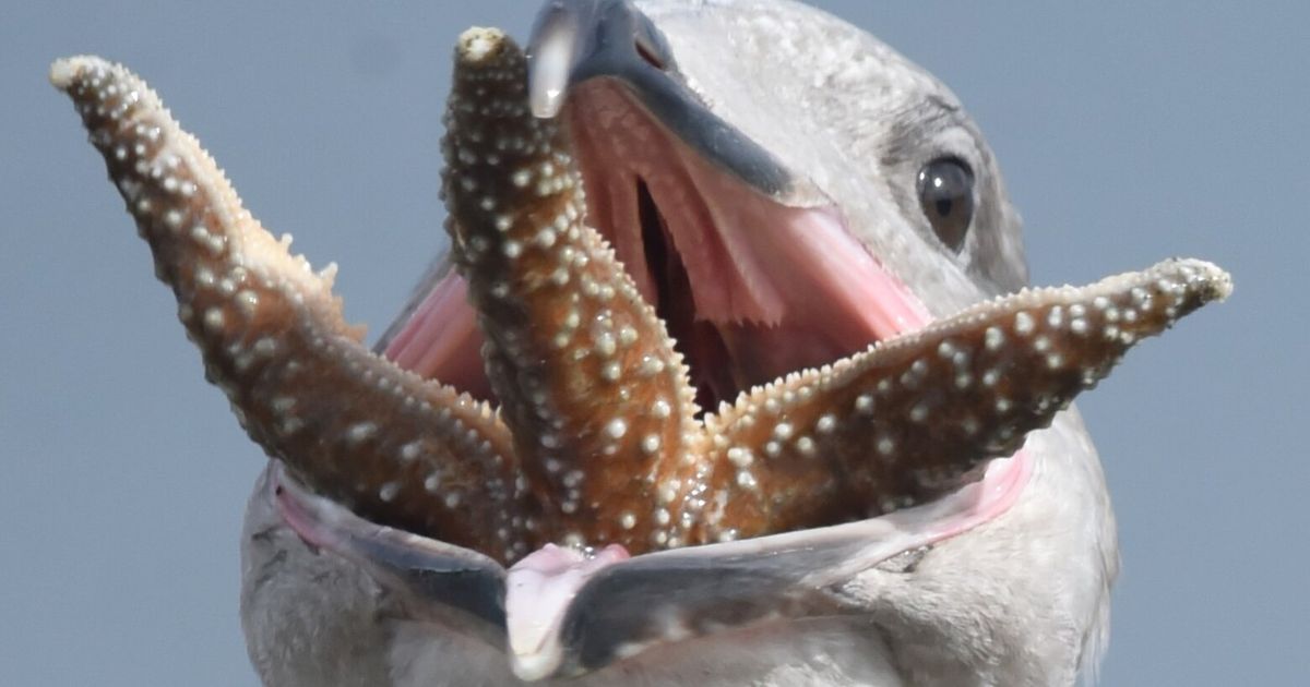 Winner, winner — seagull dinner! Our 2023 Reader’s Lens photo of the ...