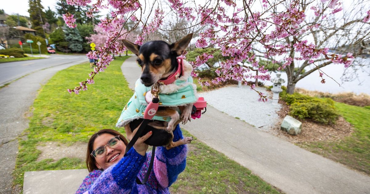 After sunny weekend, an average, damp start to Seattle spring | The ...