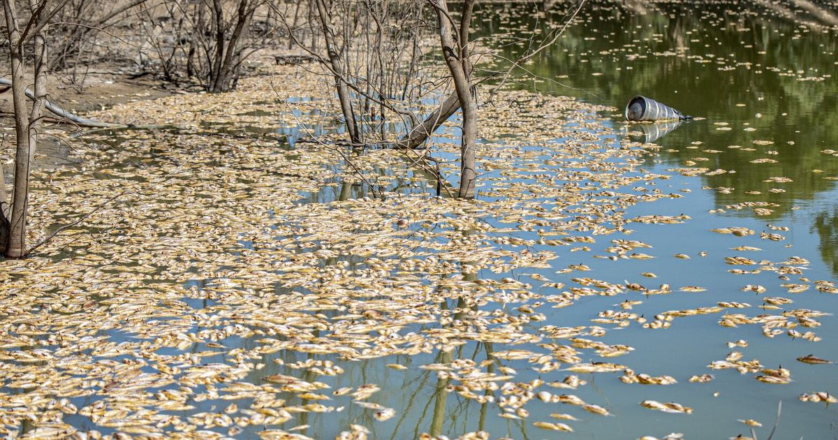 Millions of rotting fish to be removed from Outback river | The Seattle ...