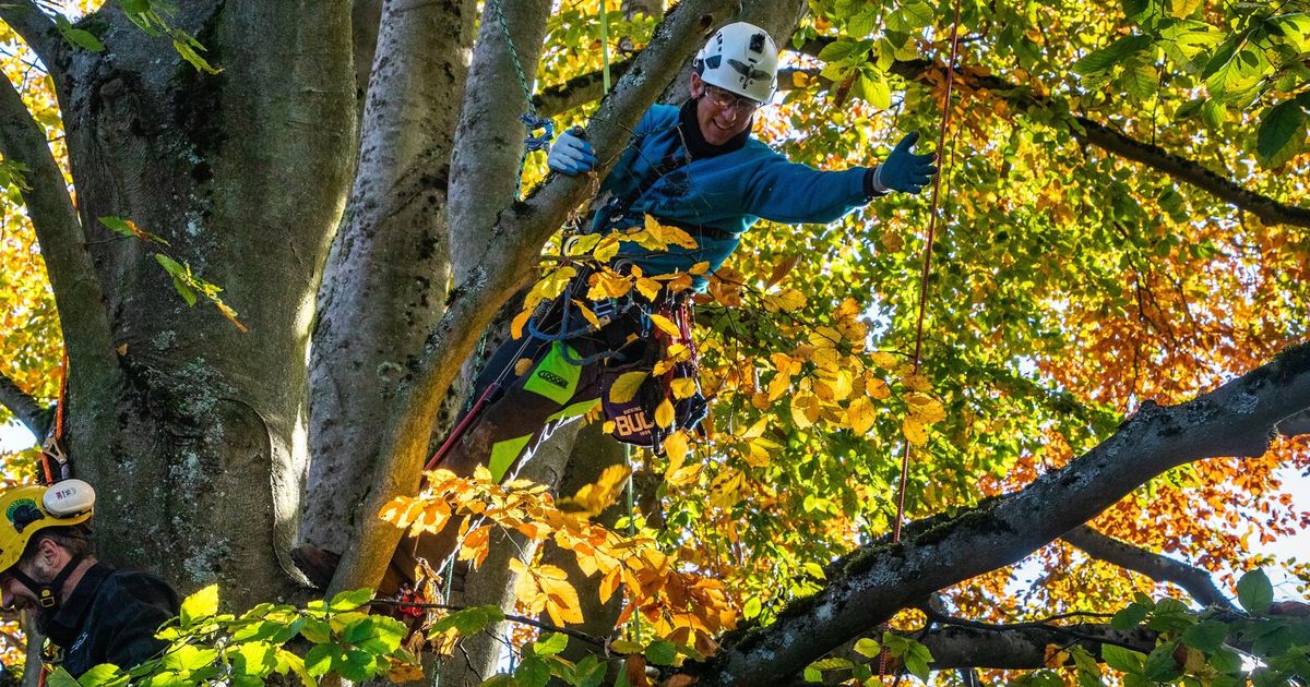 Trees, housing and climate goals are intertwined as Seattle debates ...