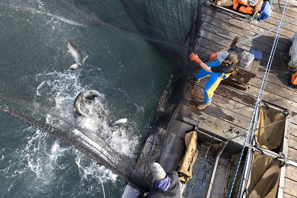 Reef netting is a sustainable fishing method and a link to Lummi heritage | The Seattle Times