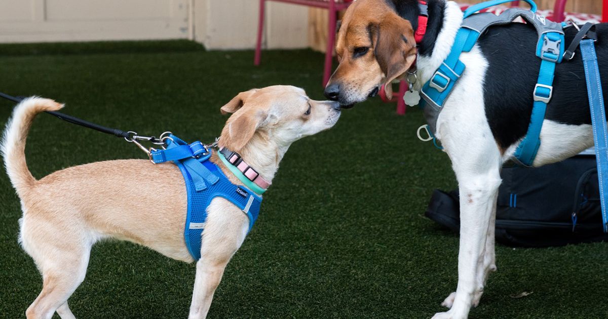 Help a big dog live its best urban life | The Seattle Times