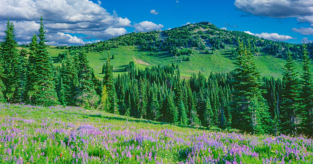 Where to find the best wildflower blooms across Washington | The ...