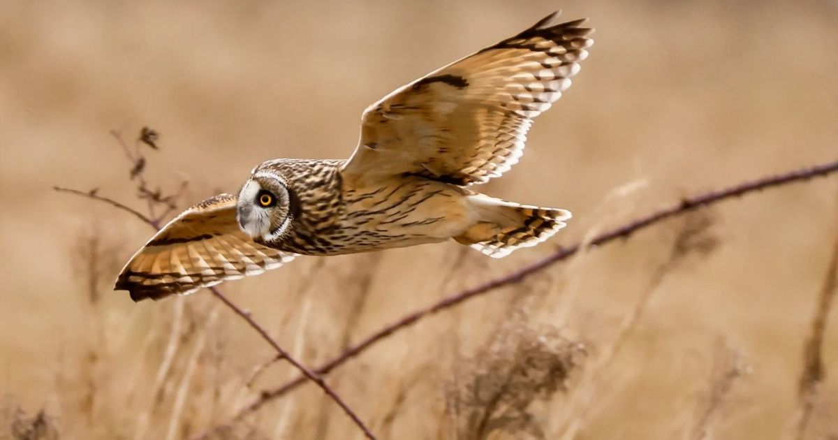 The birds of Skagit County in winter | The Seattle Times