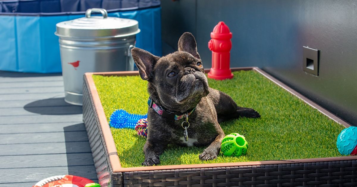 Make your home a haven for your fur babies with these pet-friendly ...