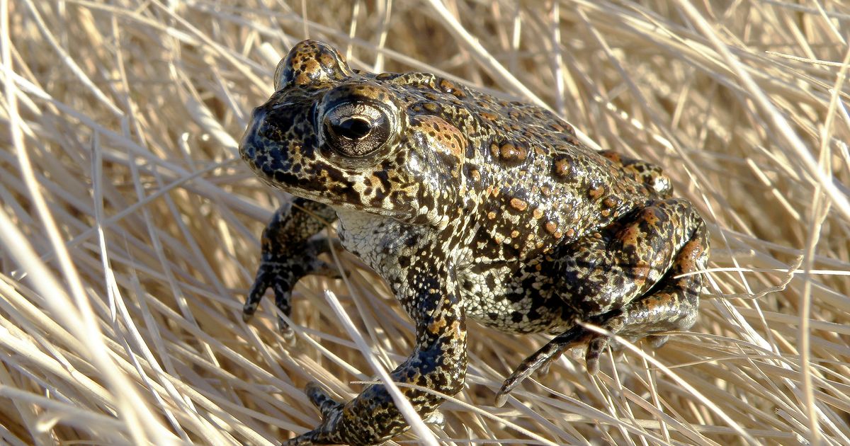 Geothermal developer wants to delist endangered Nevada toad | The ...