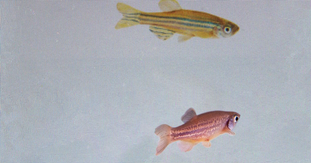 A fish can sense another’s fear, a study shows | The Seattle Times