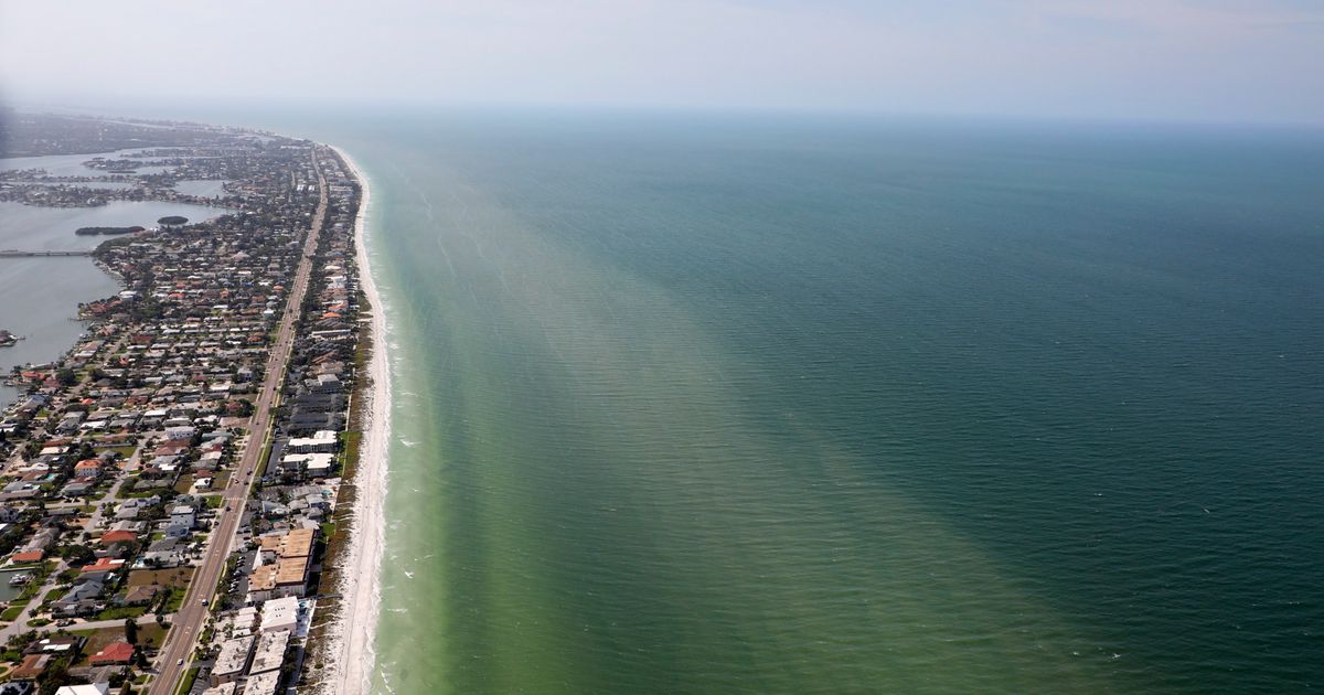 Burning eyes, dead fish; red tide flares up on Florida coast | The ...