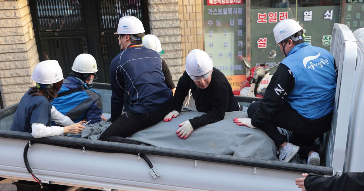 Zebra runs loose in Seoul before being taken back to zoo | The Seattle ...