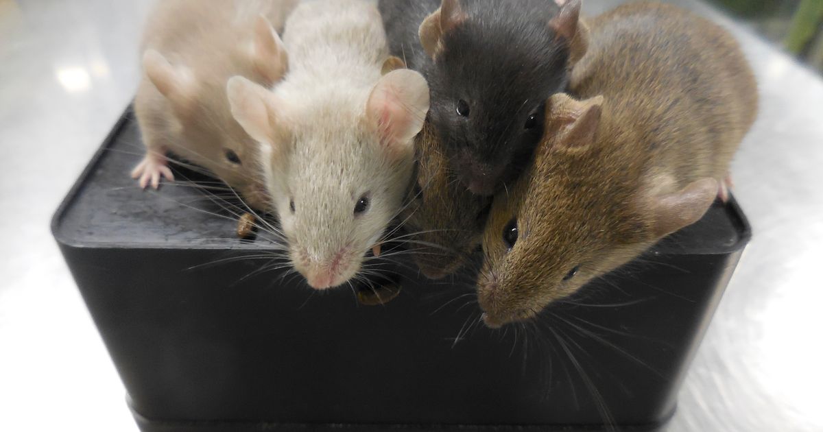 Scientists create mice with cells from 2 males for 1st time | The ...