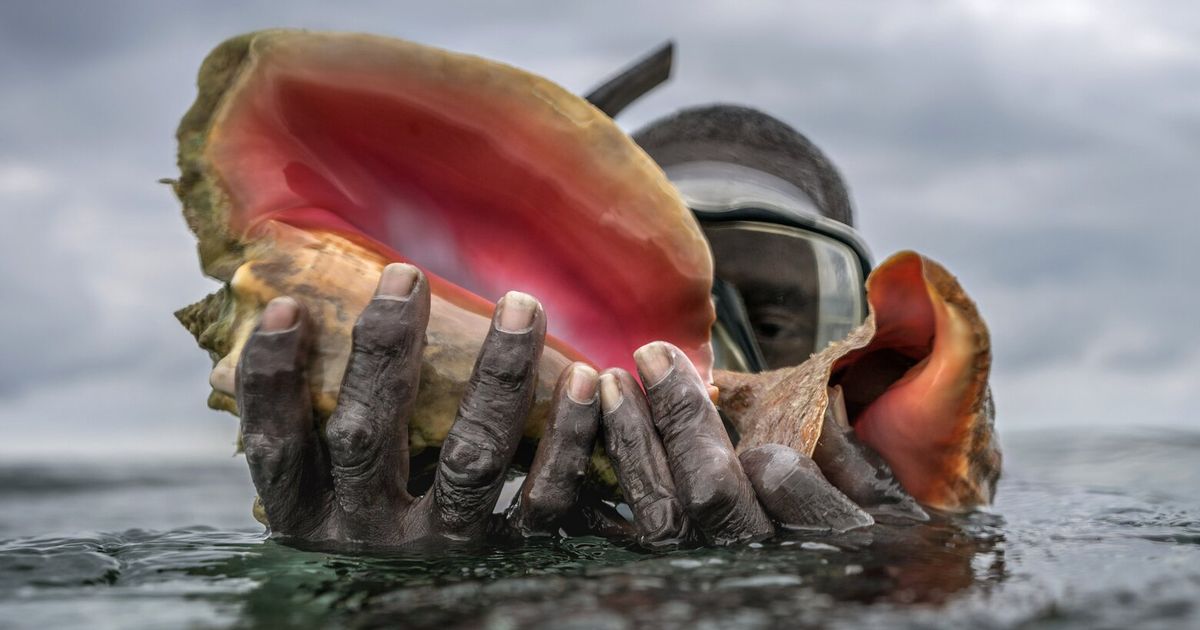 In Bahamas, conch fishing is way of life. But for how long? | The ...