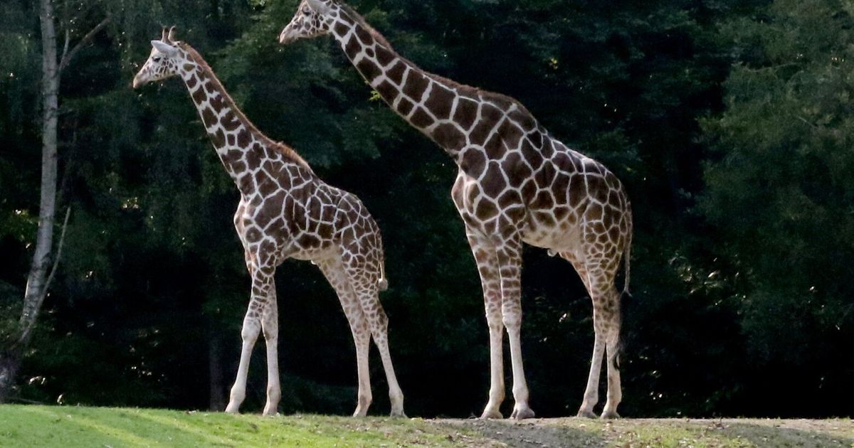 Woodland Park Zoo’s popular Zoo Doo compost sale returns | The Seattle ...