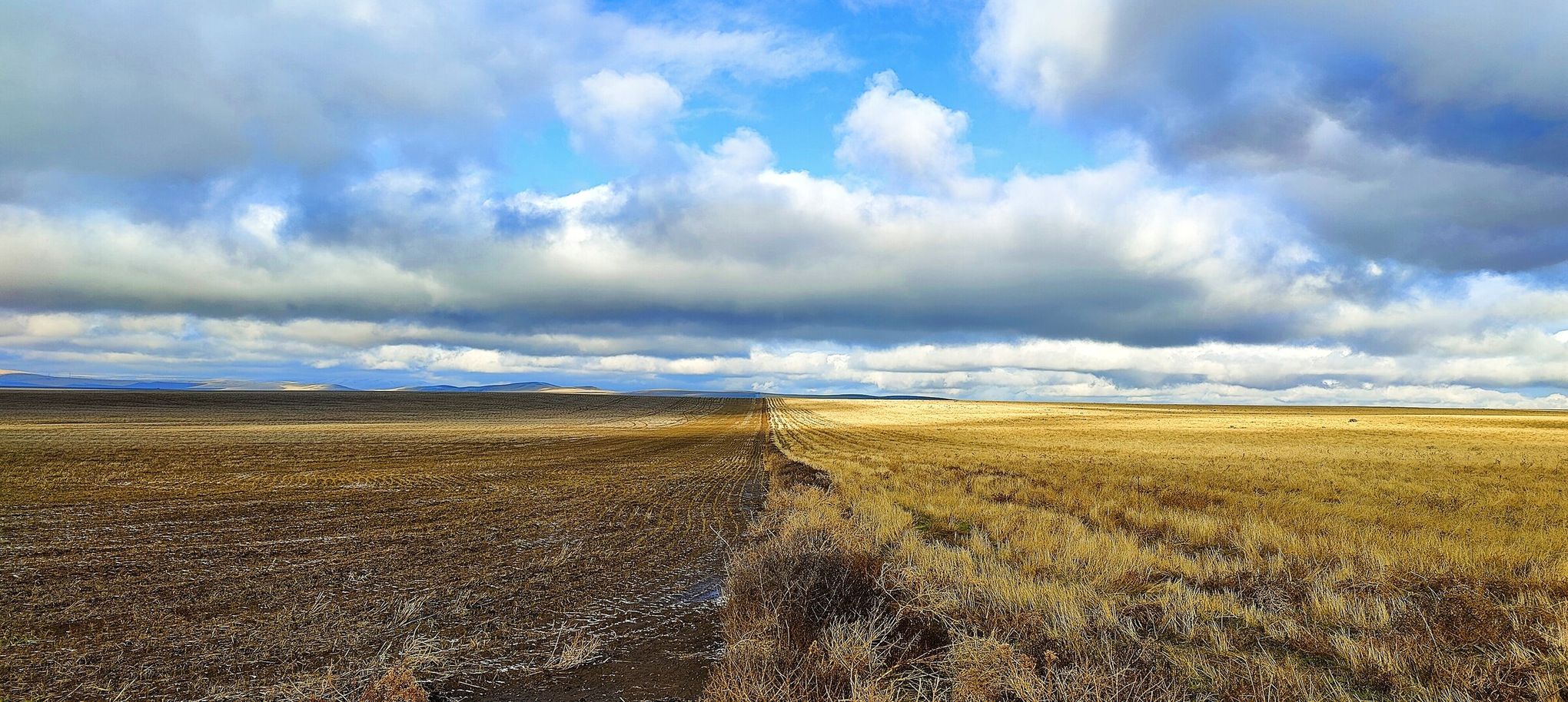 Prairie Grassland Of Washington