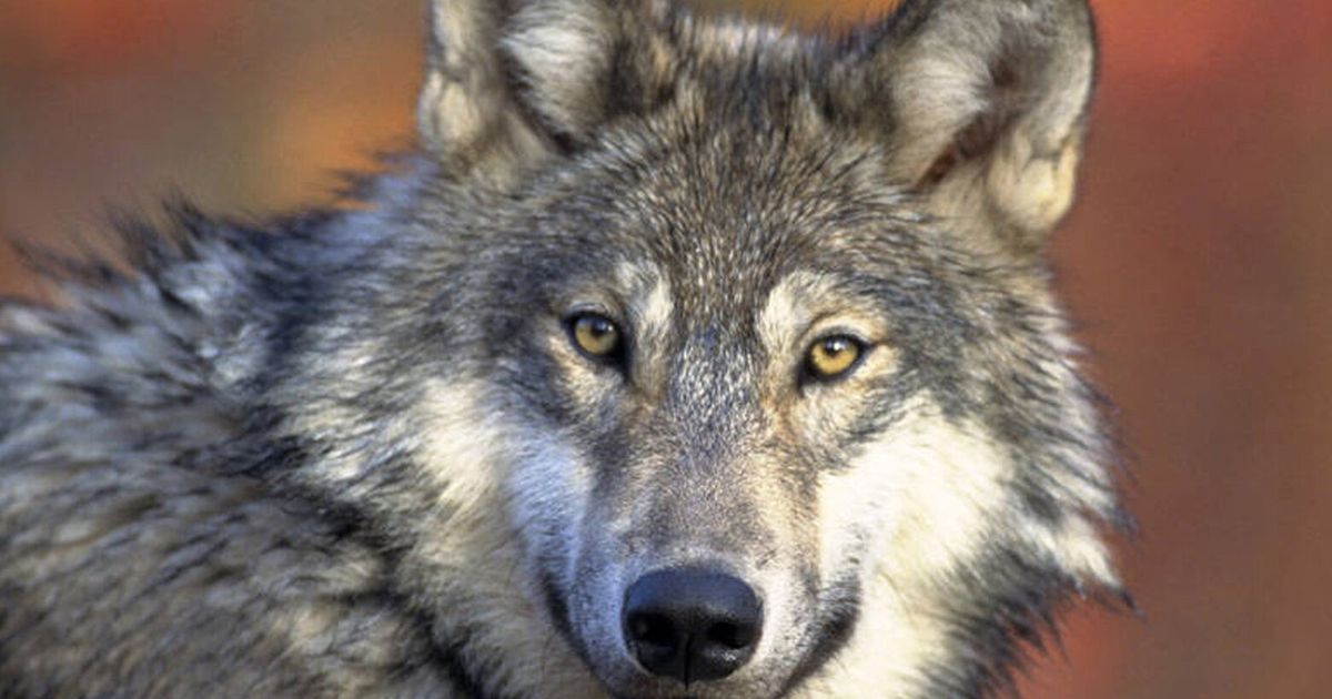WA biologists confirm wolf pack on Mount Spokane during annual wolf ...