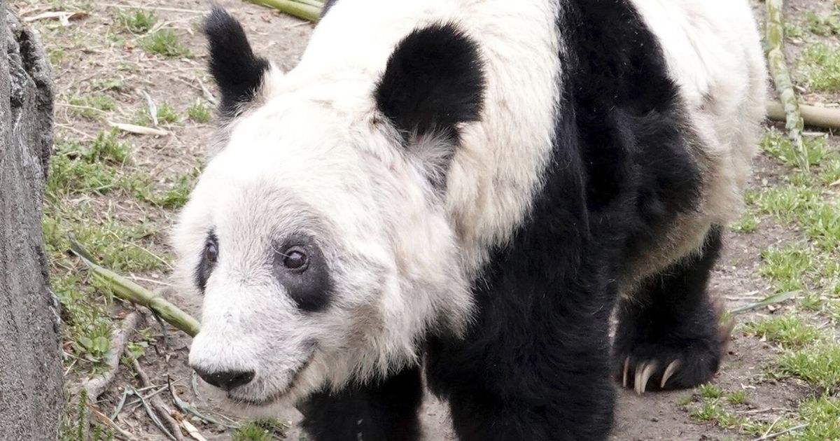 China welcomes Ya Ya the panda home after 20 years abroad | The Seattle ...