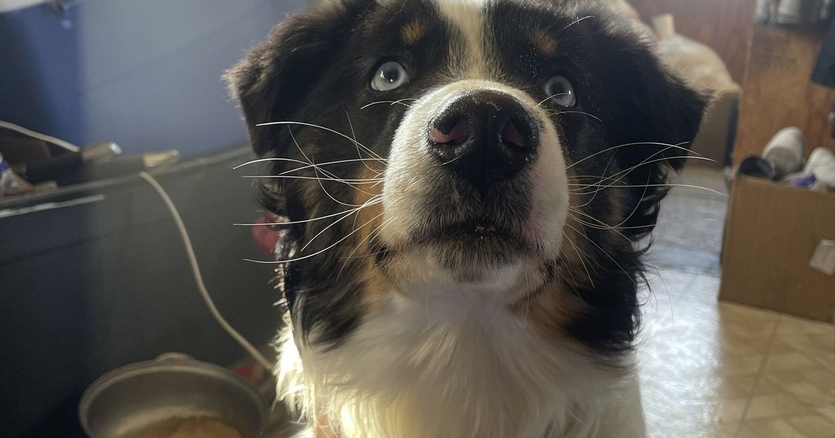 Pet arrives home, dog-tired, after Alaskan sea-ice odyssey | The ...