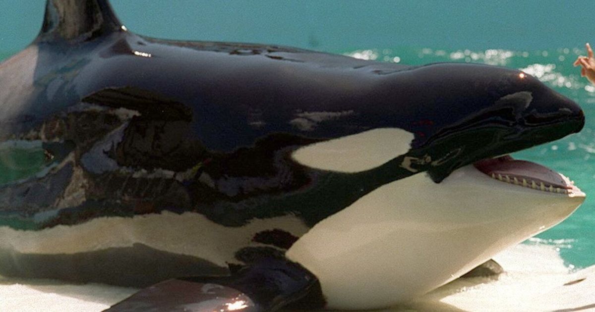 Lessons for Lolita from the orca reunion of Springer | The Seattle Times