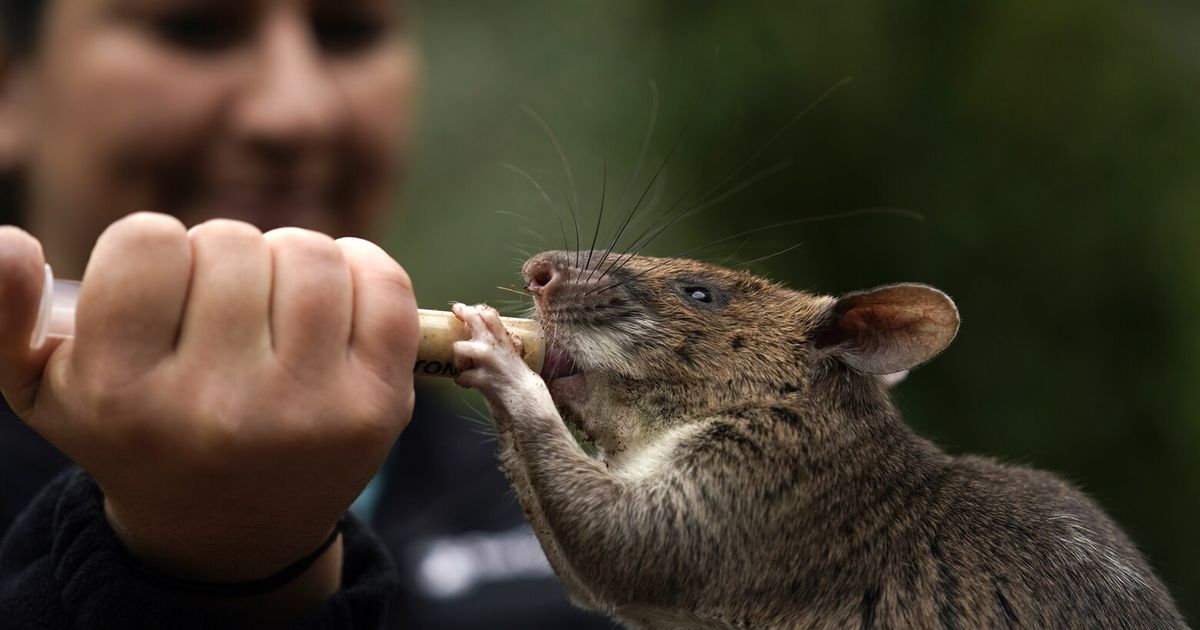 Rat ambassadors show off abilities to help humans, wildlife | The ...