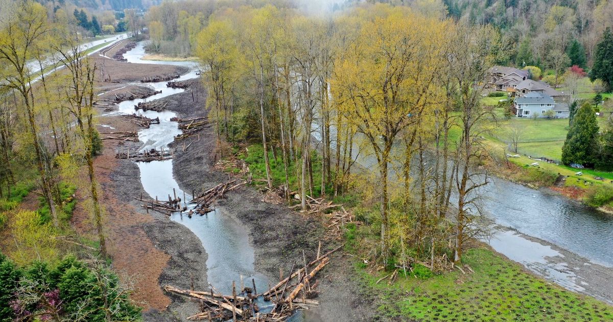 King County wraps up Cedar River restoration project | The Seattle Times