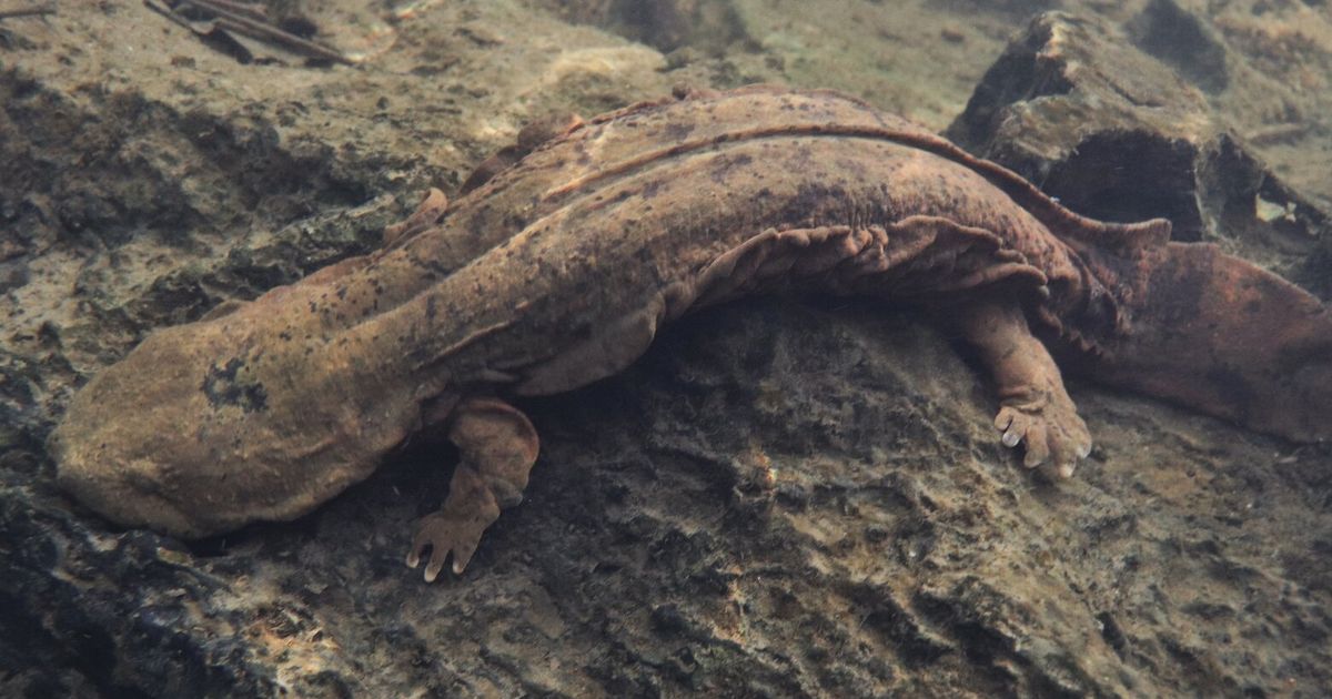 Salamander dads turning cannibal, threatening species survival | The ...