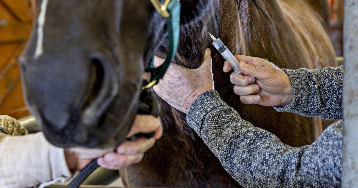 The fight over a drug that is great for horses but horrific for humans ...