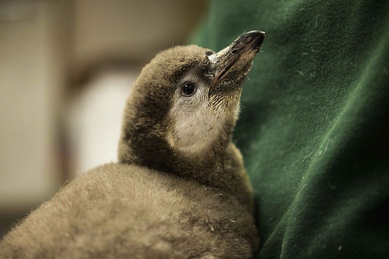 Penguin Chicks Two Little Blue Penguin Chicks Hatched At Bronx Zoo: