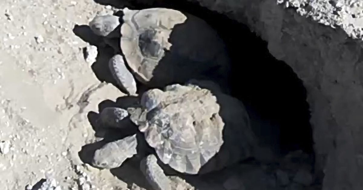 ‘Mojave Max’ tortoise emerges in Vegas; latest since 2000 | The Seattle ...