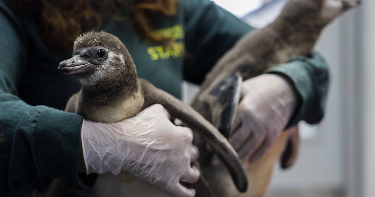 Seattle’s Woodland Park Zoo unveils 2 new penguin chicks | The Seattle ...