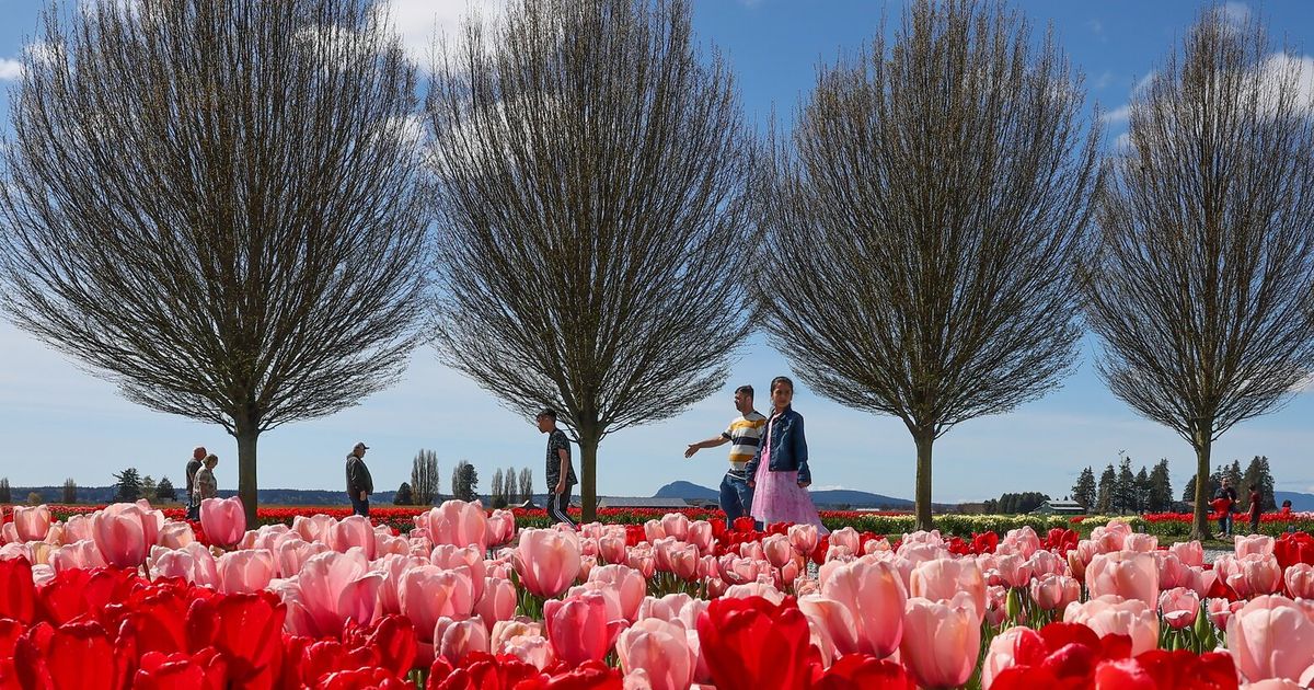 Trouble in tulipville: Flower farm duel roils Skagit Valley bloomtown ...