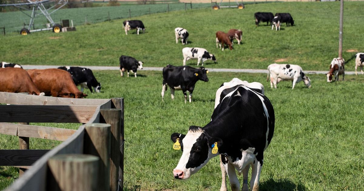 Hershey’s chocolate comes full circle on PA dairy farm. The cows love ...