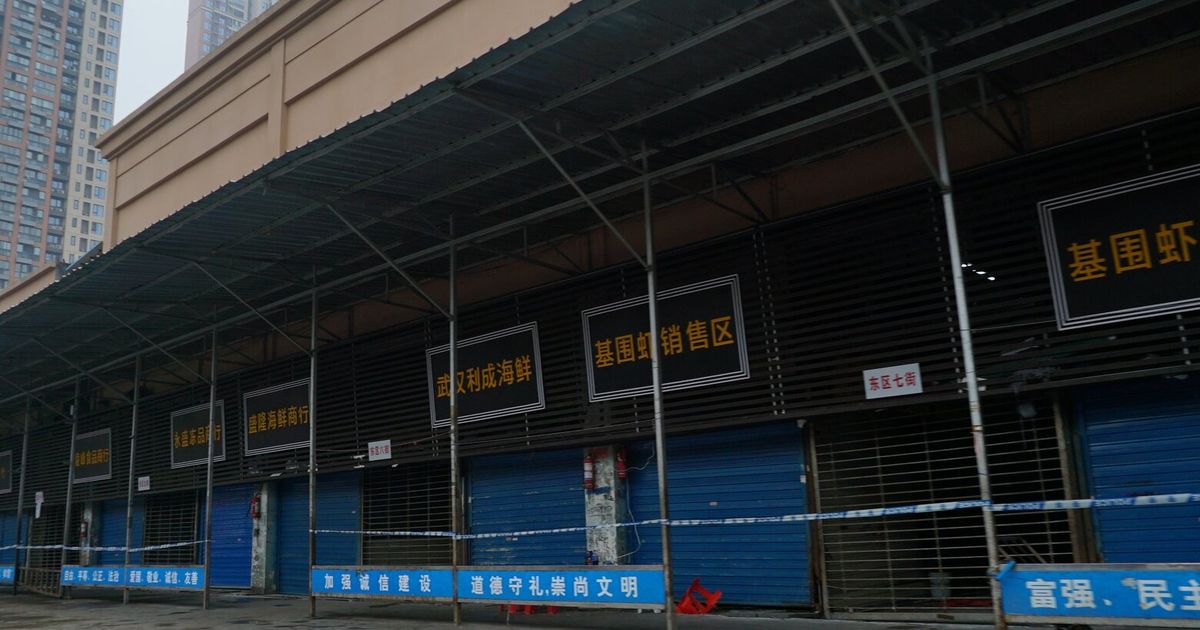 Scientist looks anew at raccoon dog data, stressing the unknowns | The ...