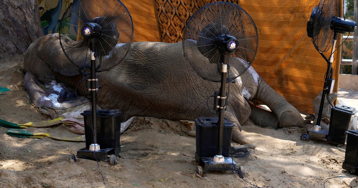 Elephant dies at Pakistani zoo days after procedure | The Seattle Times