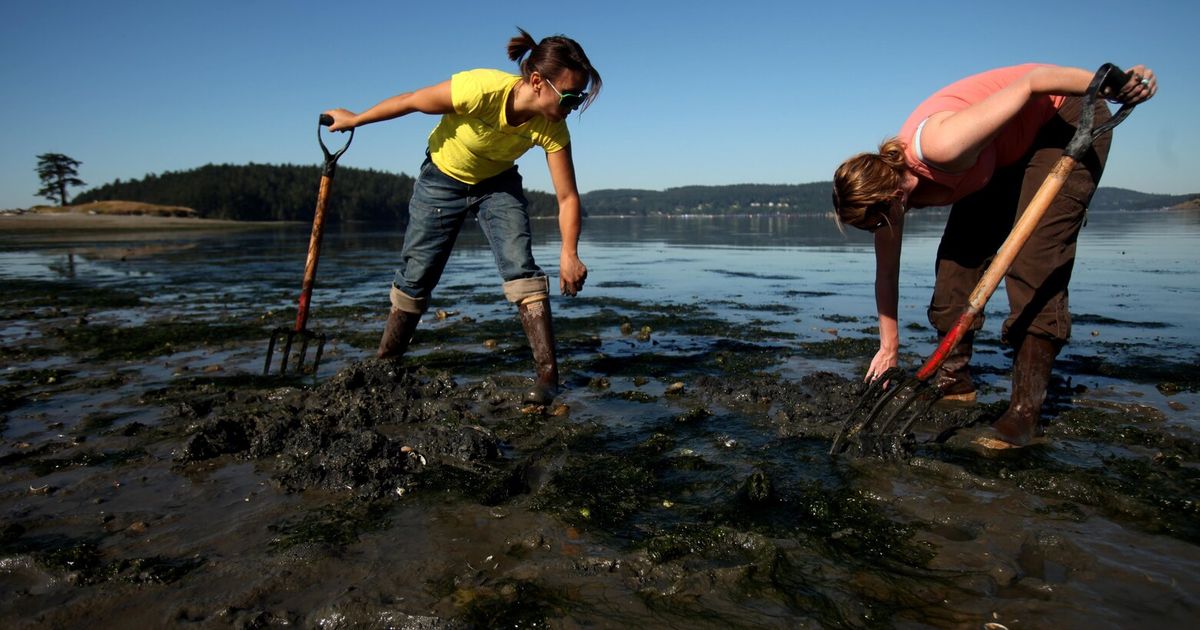 Toxins close Island County clam harvest | The Seattle Times