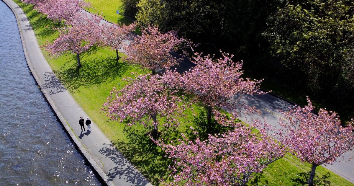 A splendid Seattle spring | The Seattle Times