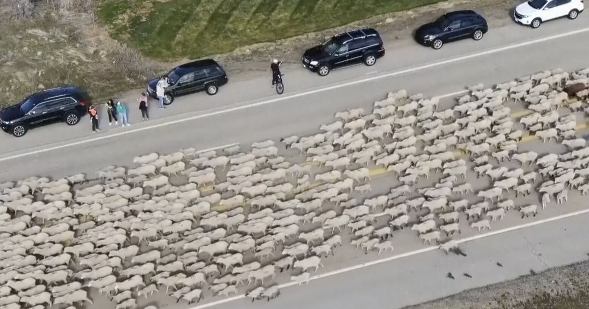 Greener pastures? 2,500 hopeful sheep cross Idaho highway | The Seattle ...