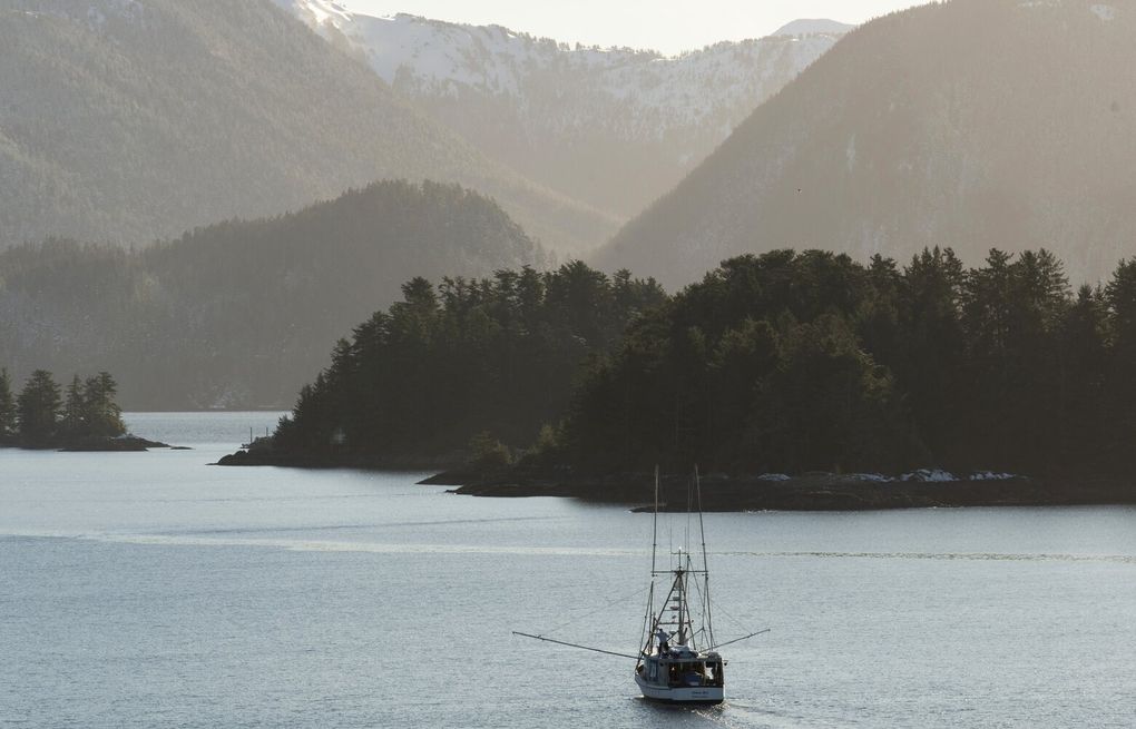 Starving orcas and the fate of Alaska’s disappearing king salmon | The ...