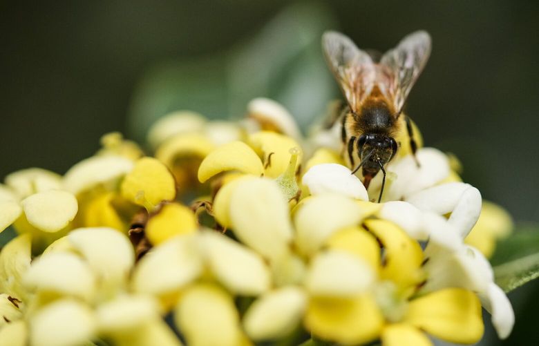 Katie Camero | The Seattle Times