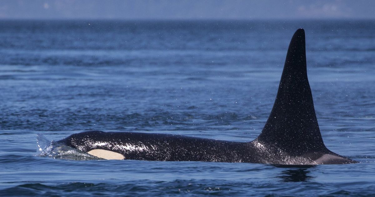 To aid the killer whales, the real apex predator gets some pushback ...