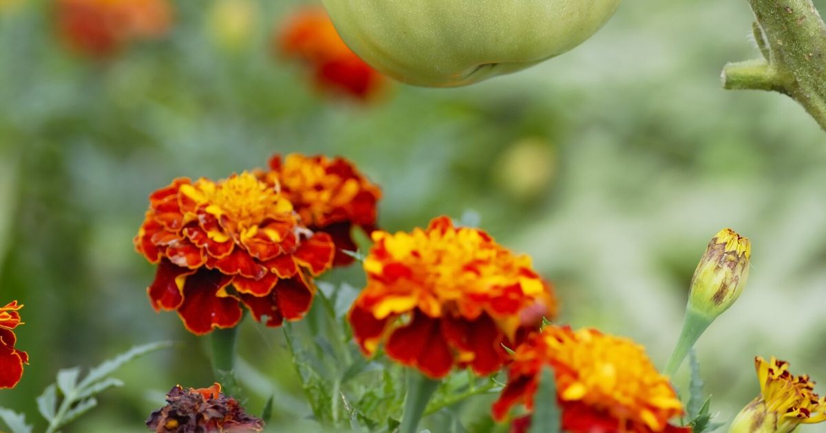 Do yellow flowers repel insects? And other garden facts and fictions ...