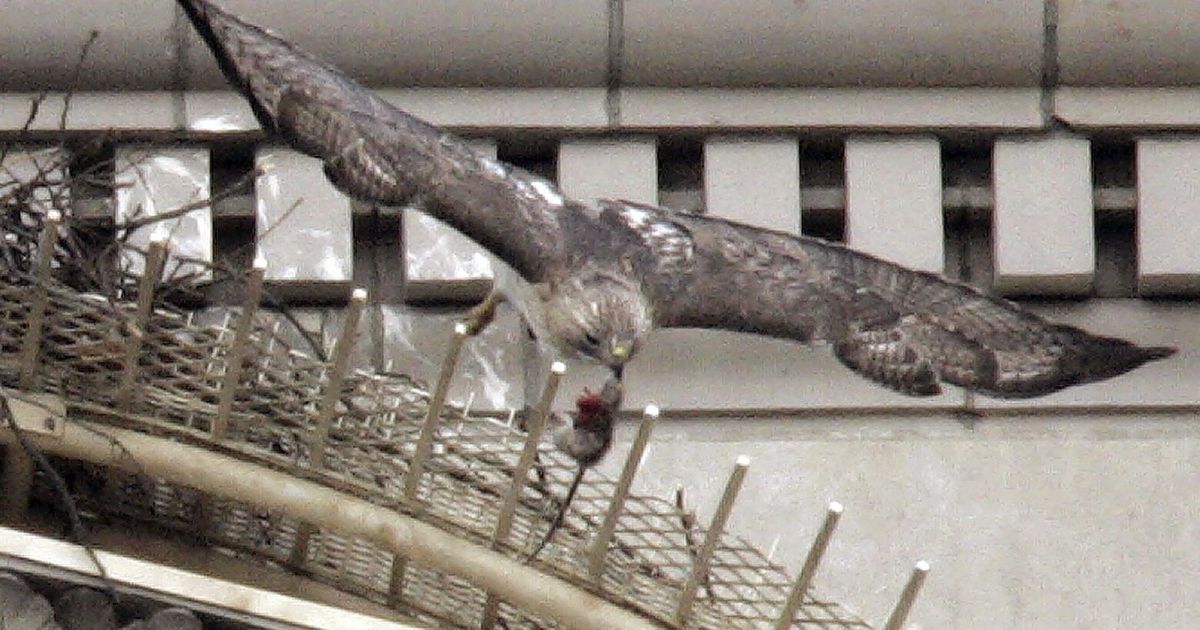 Pale Male, red-tailed hawk who nested above NYC’s Fifth Avenue for 30 ...