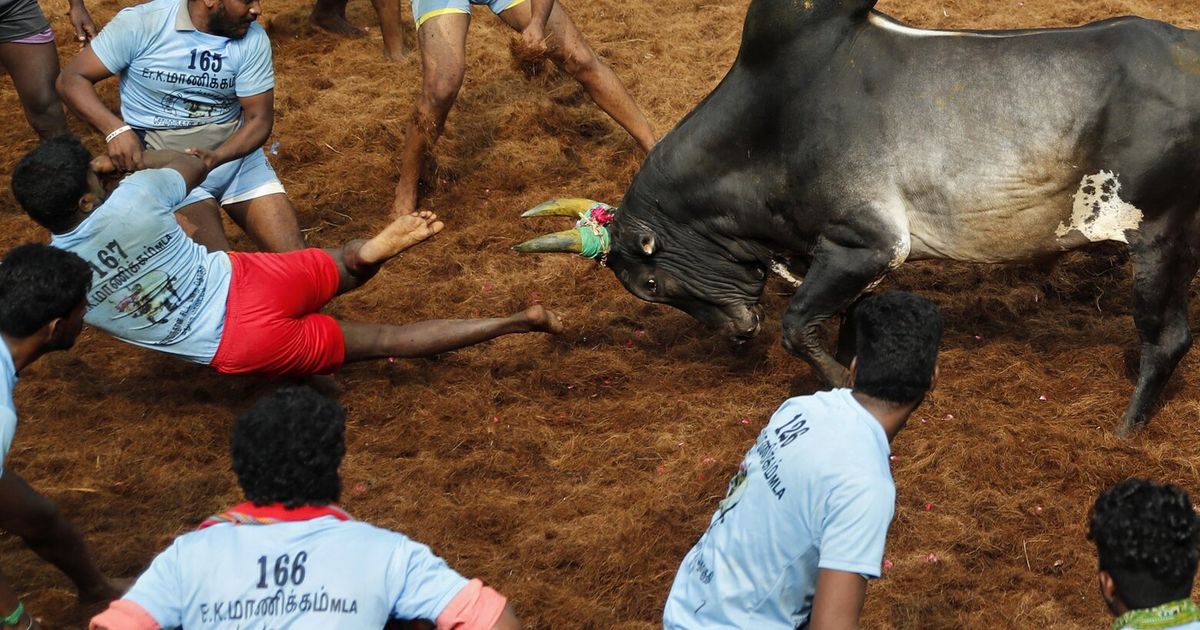 India’s top court allows bull-taming sport to continue despite ...