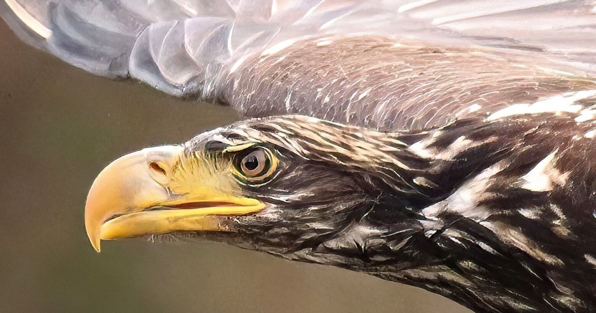 Who’s zoomin’ who in this close-up crop of an airborne young eagle ...